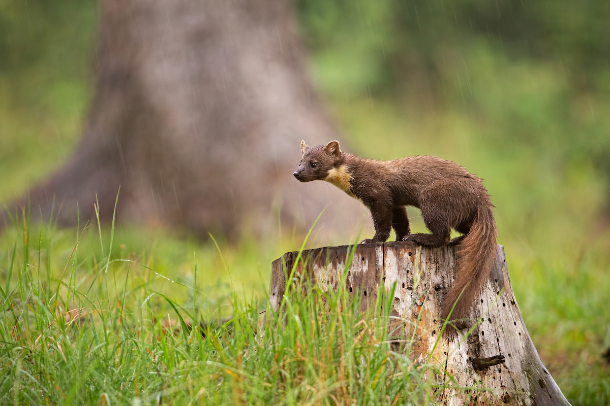 Watch: European pine marten filmed in Romanian forest | Romania Insider
