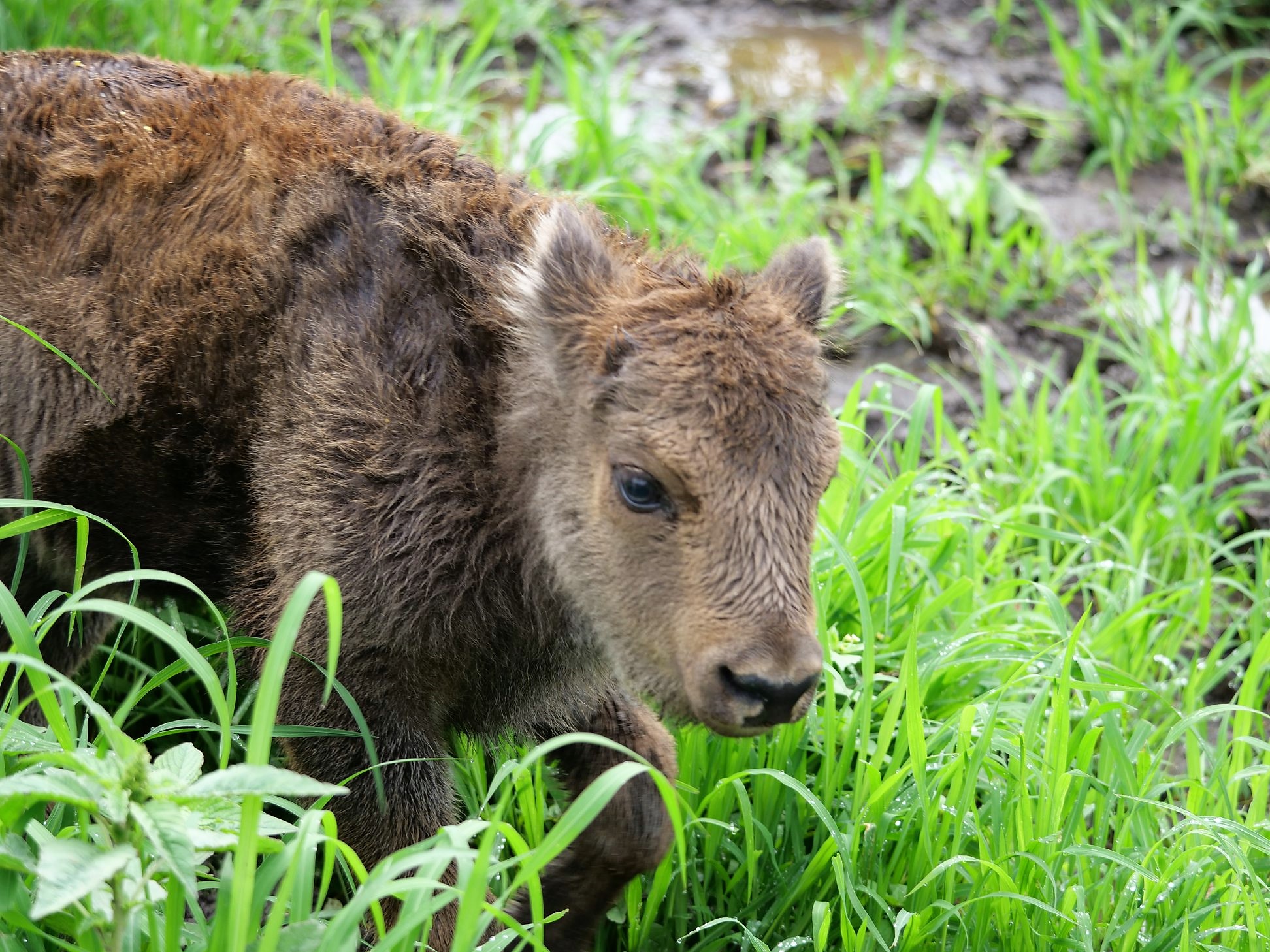 Baby bison born at nature reserve in western Romania | Romania Insider