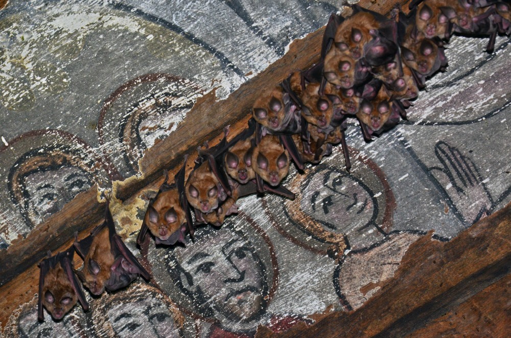 Bat colony discovered in small wooden church in northwestern Romania ...