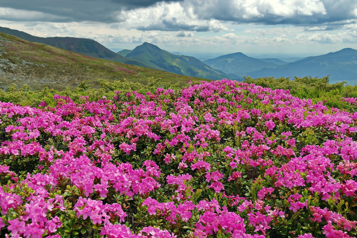 Colors of summer: Pink rhododendrons bloom in Romanian national park ...