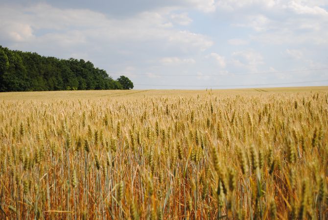 Arab countries bought 43% of Romania's barley harvest last year ...