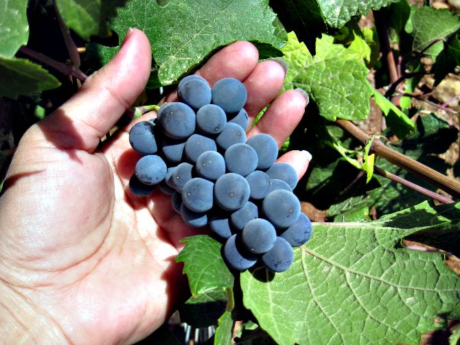 Romania's grape crop lower by a quarter due to rain, hailstone, but ...