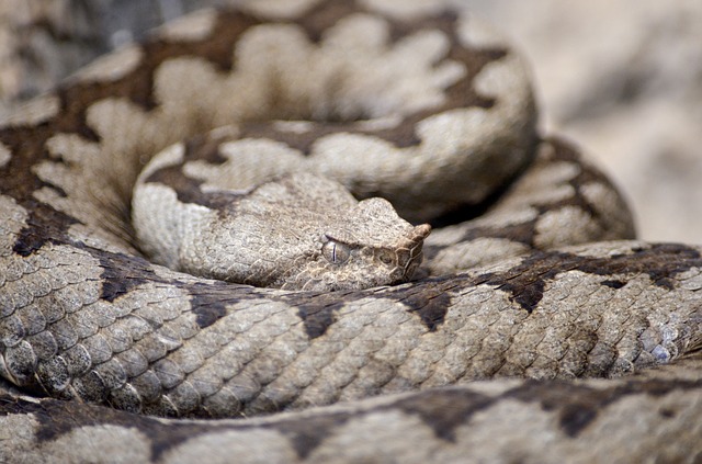 Romanian teenager flown to capital for anti-viper bite shot | Romania ...