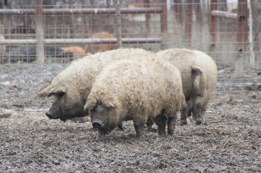 Romania wants to revive local pig breeds | Romania Insider