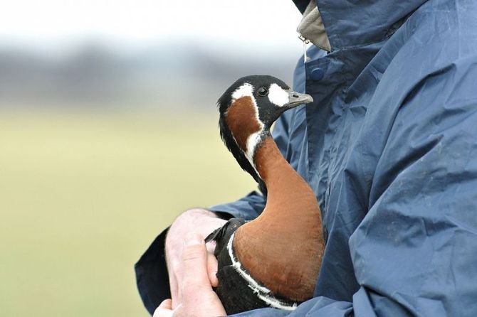 Romanian, Bulgarian rare red-breasted geese, affected by wind farms ...