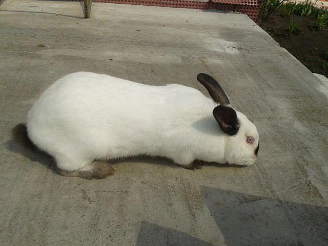 Romania’s Transylvania Giant Rabbit to be included on the list of ...