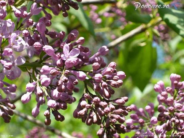 Tulips and lilac for a Romanian spring: less beaten paths in search of ...