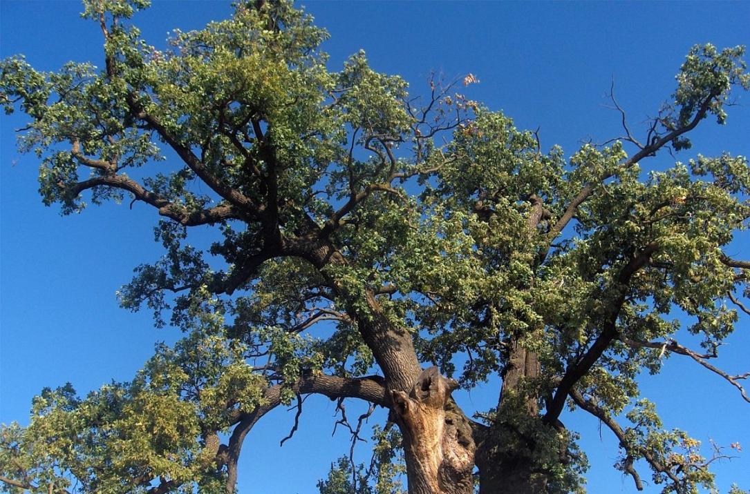 750-year-old oak in Romania nominated for European Tree of the Year ...