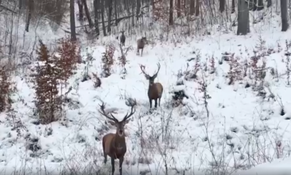 Four curious red deer stags filmed in Romanian forest | Romania Insider