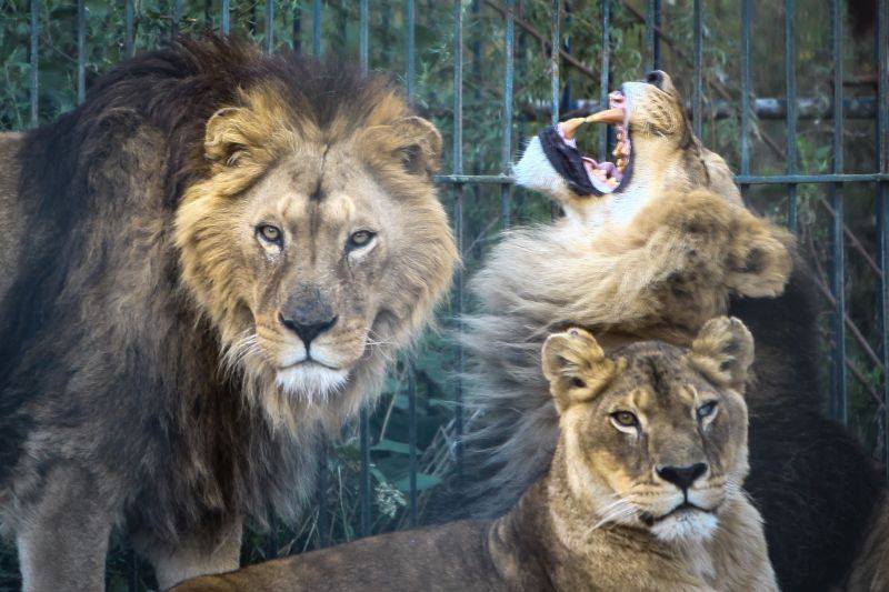 Five lions from former Romanian zoo to start a new life in African ...