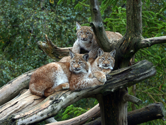 How many lynx live in Romania’s forests? | Romania Insider