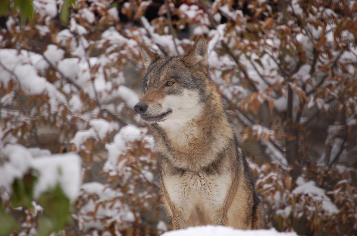 Wolf pack caught on camera in Romania’s Piatra Craiului Mountains ...